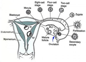 Introduction to Molar Pregnancy – Charing Cross Gestational Trophoblast ...